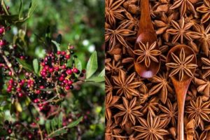 Greek Mastika vs Balkan Mastika: What Is The Difference? – Slow Travel Blog